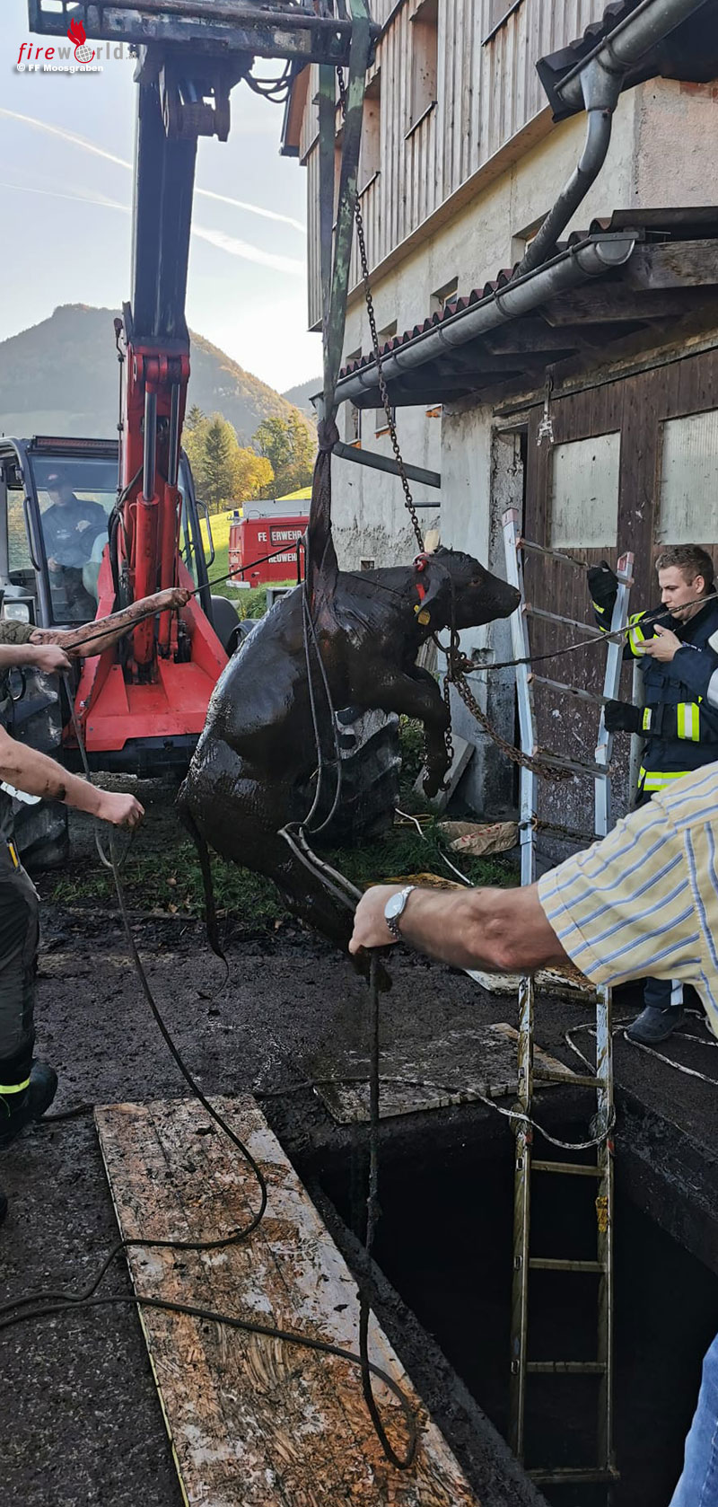 Oö: Neuerlich Kalb aus Güllebad in Maria Neustift gerettet - Fireworld.at